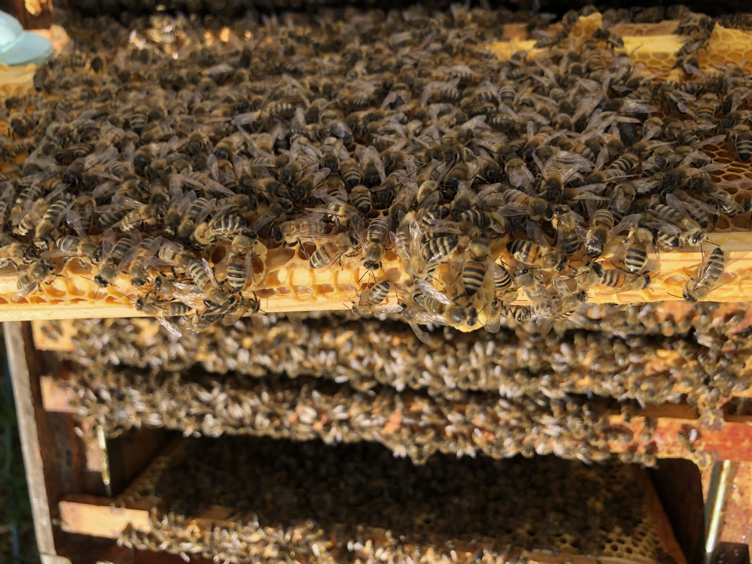 Why do bees swarm? - Let It Bee